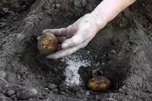 Patates için azophoska gübre uygulaması