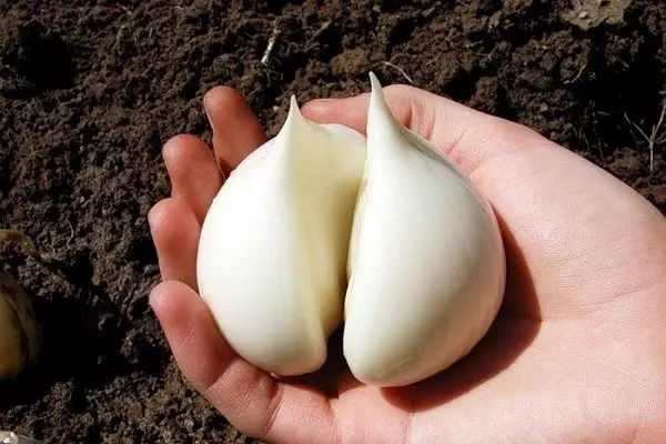 Garlic Rokambol