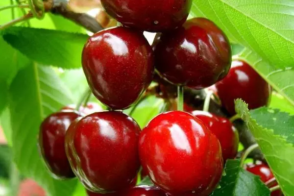 Slavnya Cherries.