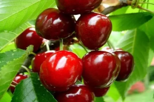 Berries kubwa
