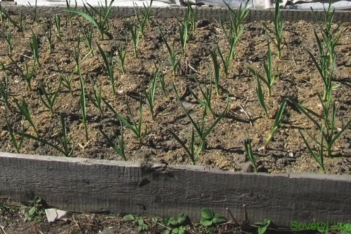 வளரும் மற்றும் பாதுகாப்பு