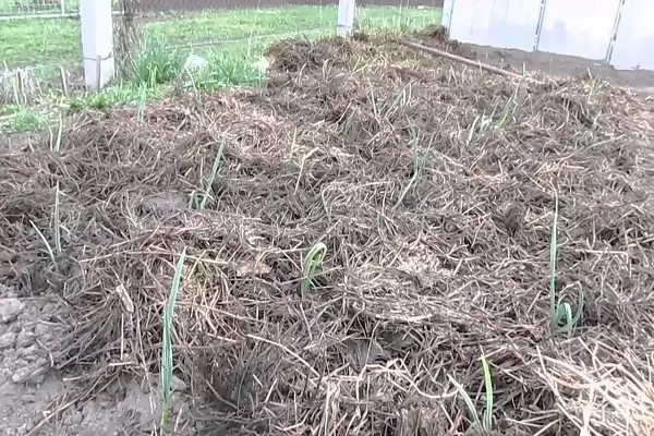 Teknoloji nan ap grandi ak swen pou lay sezon fredi nan tè louvri