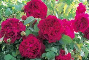 شرح بهترین انواع گل رز انگلیسی، کشت و مراقبت، تولید مثل