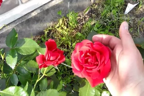 Split Roses.