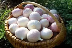 Sharraxaadda fasalka Garlic Shiine, sida loo koro iyo markii qodista?