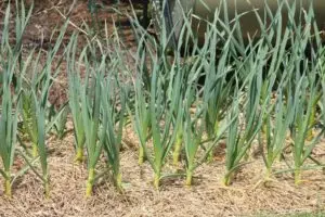 Description of garlic grade Bogatyr, its characteristics and cultivation