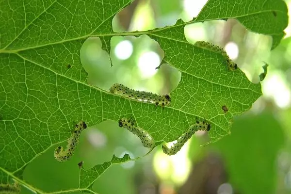 Caterpillars បរិភោគ