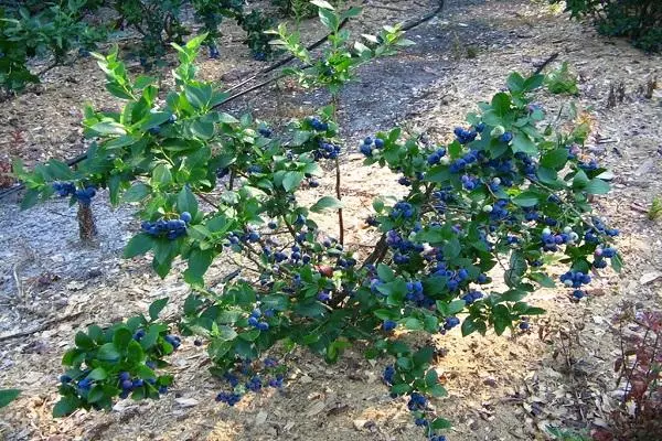 Spereek blueberries