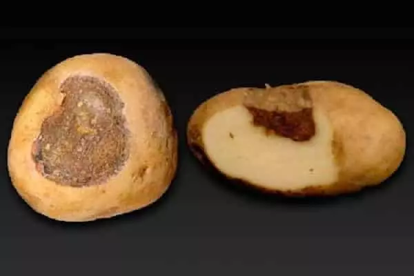 Alternariáza brambor