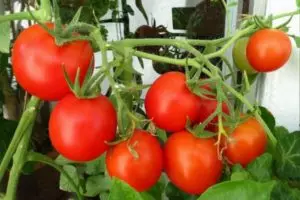Oersjoch fan super-conducterman fariëteiten fan tomaten foar grienhuzen en iepenje