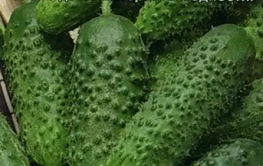 Endrika Cucumber Khabar