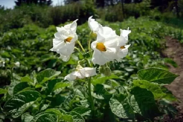 Fleurs de pommes de terre