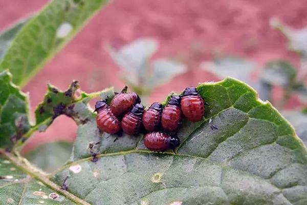 Bahaya besar.