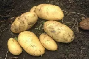 Danasîna cûrbecûr ya potatîkên jugwel, taybetmendiya wê û hilberîna wê