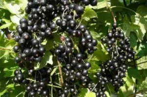 Beskrivning och egenskaper hos svarta vinbärsorter av Hercules, landning och vård