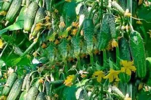 Beschrijving van de graad van komkommer Garland F1, aanbevelingen voor cultivatie en zorg