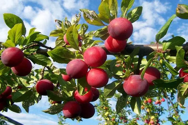 Plum Alenushka.