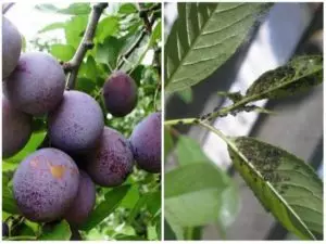 Maitiro ekuita neAphid pane plum uye pane kurapa makemikari uye vanhu mishonga