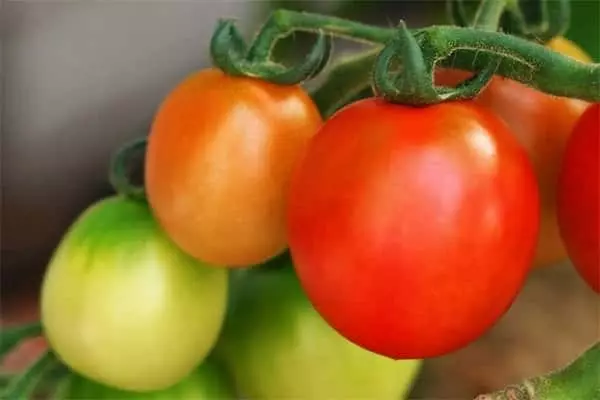 Tomaatti Apollo