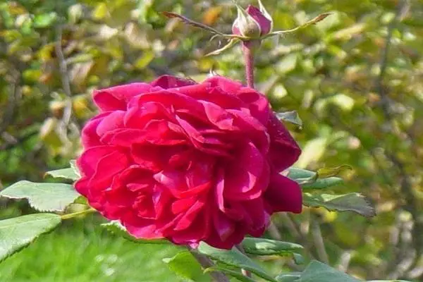 I-lelerc rose