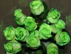 Най-добрите рози зелени рози, растящи и грижи правила, комбинация