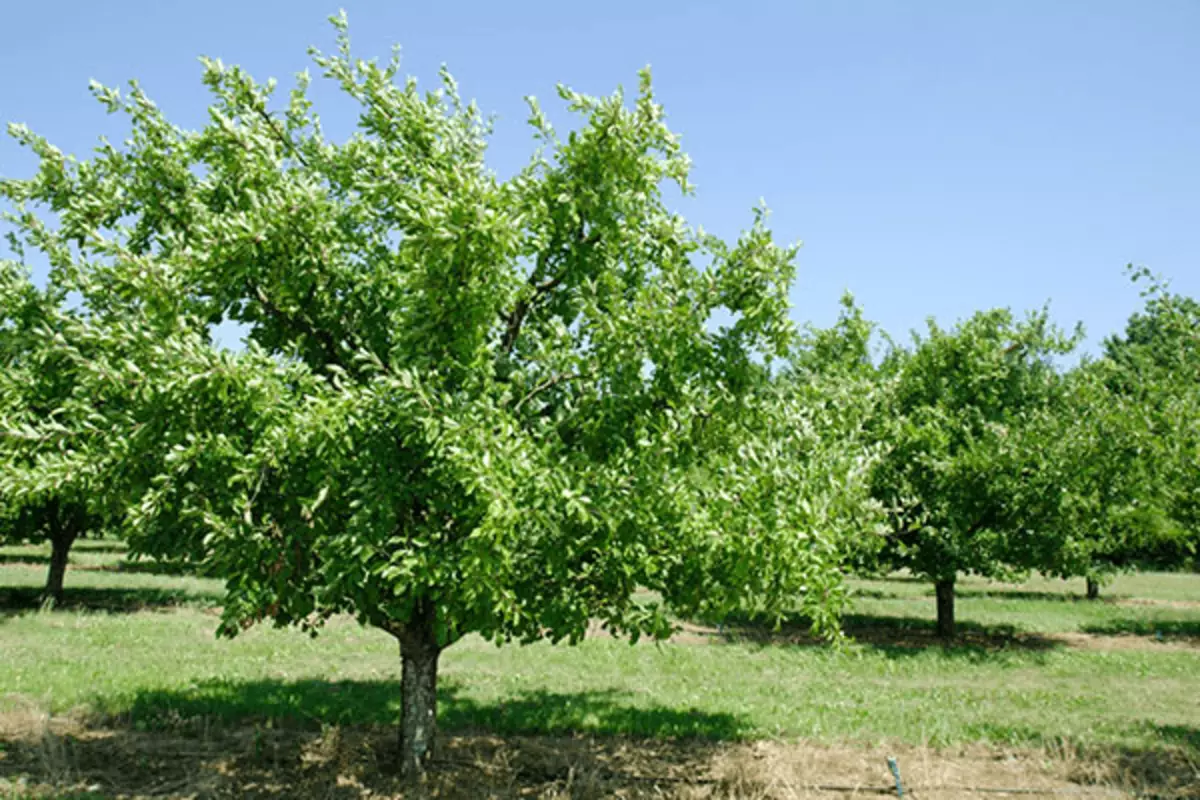 ಬೇಸಿಗೆ ಚೂರನ್ನು