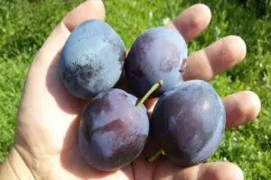 Description of Plum Smolinka, landing and care, watering and trimming