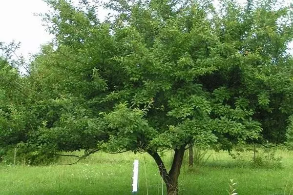 árbol verde