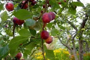 Description and characteristics of plum varieties Etude, pollinators and cultivation