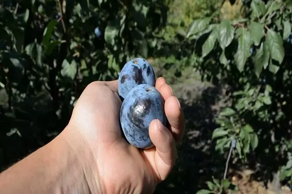 Frutas para la conservación.