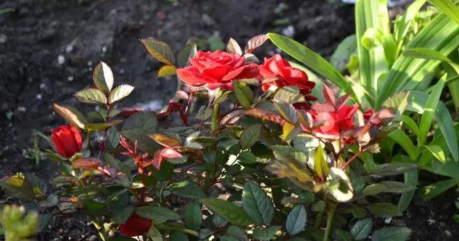 Rosa martana