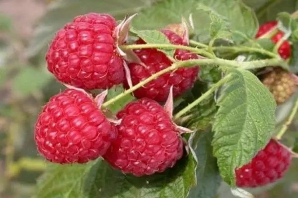 Raspberries për shëndetin