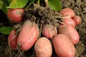 وصف درجة البطاطا بيلاروزا، زراعة ورعاية
