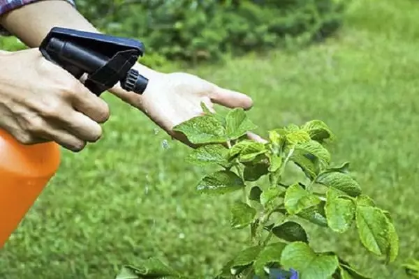 Potato shamba