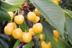 Kufotokozera ndi Makhalidwe a Cherry Cherry Syrness, Opusa ndi Akukula