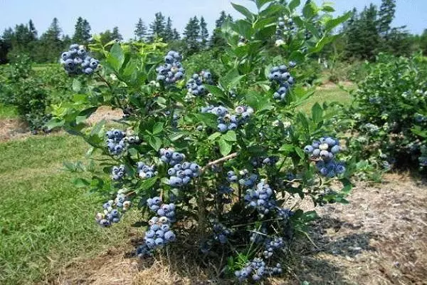 Razza Blueberry