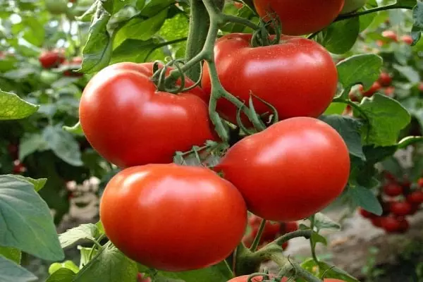 Tomato Axoma