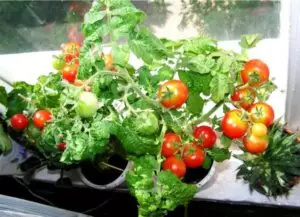 Karakteristikë dhe përshkrimi i një shumëllojshmëri të domate Ballkon mrekulli, rendimenti i saj