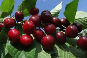 Descrición e polinizadores de Cherry Cherry Verge, crecendo e coidado