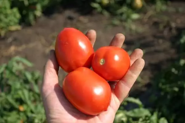 Bonaparte Tomato: Përshkrimi dhe karakteristikat e varieteteve, duke u rritur me fotot