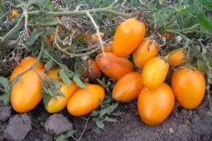 Kako odabrati najbolje sorte paradajza za staklenike bez parenja