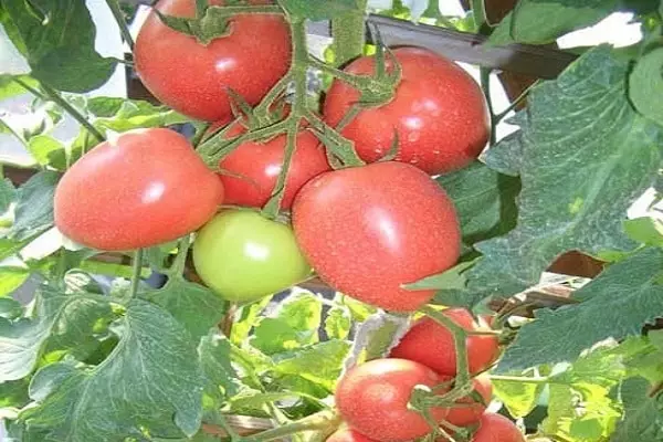 Volumetric tomatoes
