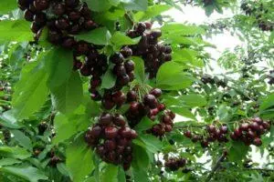 Danasîn û Taybetmendiyên Cherry Cherry Tyutchevka, erd û lênêrîn