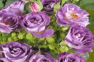Beschrijving en de subtiliteit van groeiende rose variëteiten blauwe pho