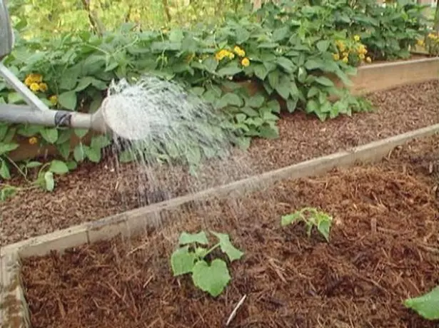 Annaffiatura del cetriolo in giardino