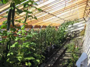 Kailan at kung paano hanapin ang mga seedlings ng mga pipino sa isang greenhouse o greenhouse