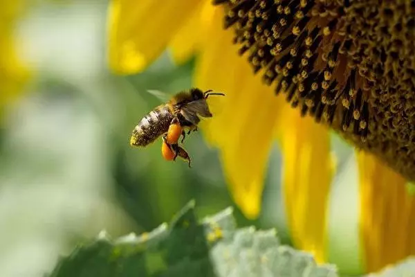 Flying Bee.