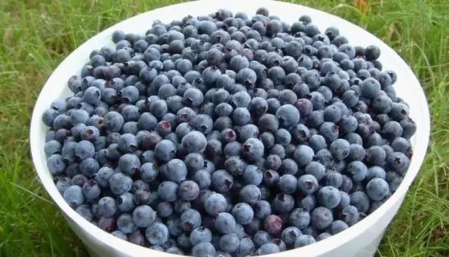 Bucket Blueberries.