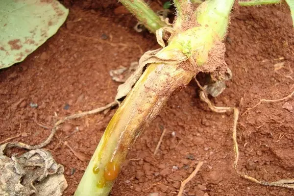 ರೋಗ ಲಕ್ಷಣಗಳು