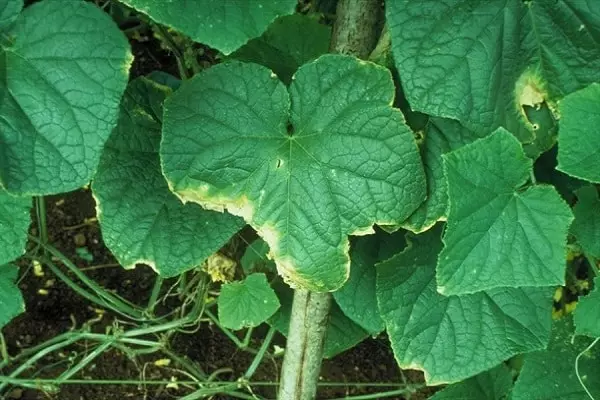 Kutanga pane stem